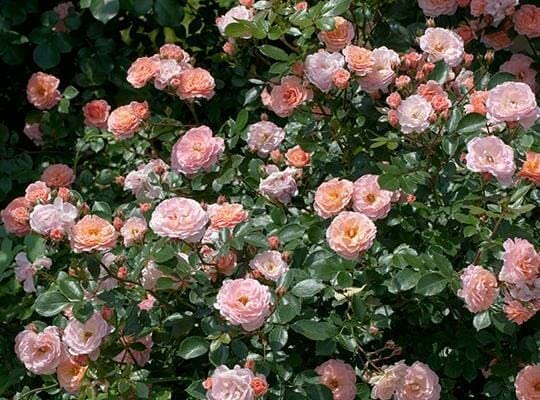 (1) - Apricot Drift® Groundcover Rose - Starter Plug (XL) (1 Live Plant)