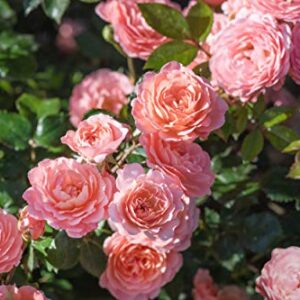 (1) - Apricot Drift® Groundcover Rose - Starter Plug (XL) (1 Live Plant)