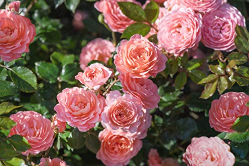 (1) - Apricot Drift® Groundcover Rose - Starter Plug (XL) (1 Live Plant)