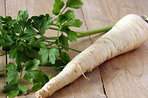 Parsley Seeds “Hamburg Rooted” - Decorative Leaf Herb with Edible Roots | Heirloom Seeds by Liliana's Garden |