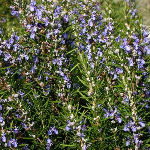 Outsidepride Perennial Rosemary Ground Cover & Herb Garden Plant for Hot, Dry Conditions - 2000 Seeds