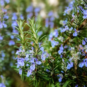 Outsidepride Perennial Rosemary Ground Cover & Herb Garden Plant for Hot, Dry Conditions - 2000 Seeds