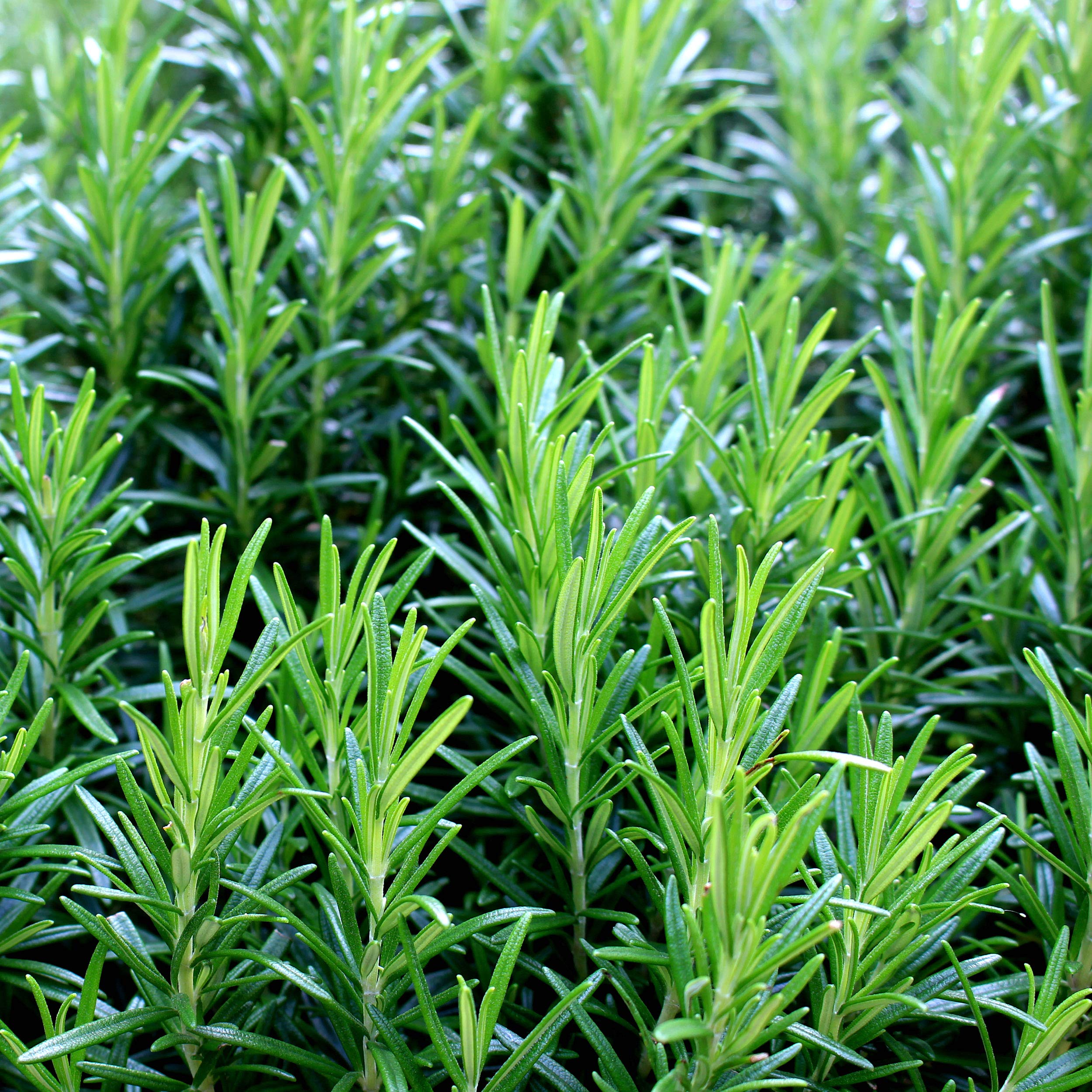 Outsidepride Perennial Rosemary Ground Cover & Herb Garden Plant for Hot, Dry Conditions - 2000 Seeds