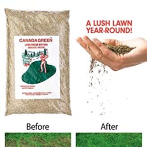 Canada Green Grass Lawn Seed - Grows Healthy Rich Green Grass Lawn Seed Plants Yard Garden 2 Pound Bag