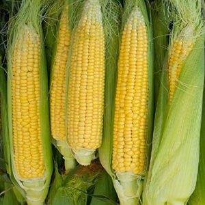 david’s garden seeds corn sweet golden bantam fba-6113 (yellow) 100 non-gmo, heirloom seeds