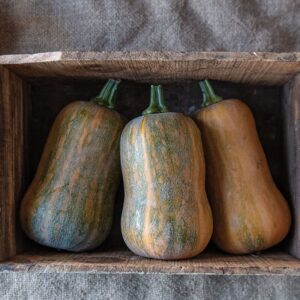 david’s garden seeds squash winter butternut honeynut 6718 (tan) 25 non-gmo, open pollinated seeds