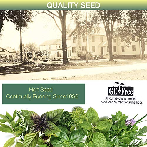 Window Garden Herb Seeds - 10 Popular Varieties for Indoor or Outdoor Planting, Growing. Attractive Markers and Quality Seed - Basil Parsley Dill Oregano Rosemary Chives Mint Sage Thyme Cilantro.