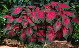 caladium buck (6 bulbs) – elegance for shady gardens. now shipping !