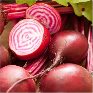 seed needs, 2,000+ chioggia variety beet seeds (beta vulgaris) heirloom vegetable non-gmo bulk beetroot