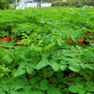 moringa rooted plant ornaments perennial garden simple to grow pots, moringa oleifera, 6 inches in tall