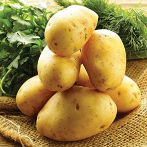 Simply Seed™ - 3 LB - German Butterball Potato Seed - Non GMO - Naturally Grown - Order Now for Spring Planting