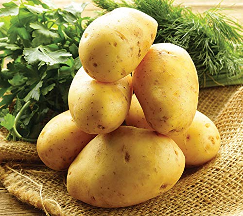 Simply Seed™ - 3 LB - German Butterball Potato Seed - Non GMO - Naturally Grown - Order Now for Spring Planting