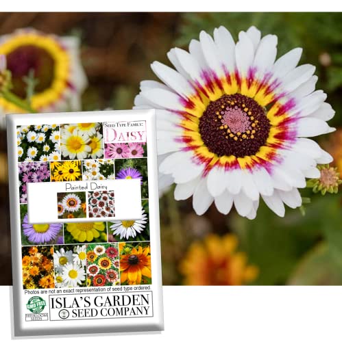 "Painted Daisy" Flower Seeds for Planting, 500+ Flower Seeds Per Packet, (Isla's Garden Seeds), Non GMO & Heirloom Seeds, Scientific Name: Chrysanthemum Carinatum