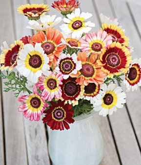 "Painted Daisy" Flower Seeds for Planting, 500+ Flower Seeds Per Packet, (Isla's Garden Seeds), Non GMO & Heirloom Seeds, Scientific Name: Chrysanthemum Carinatum