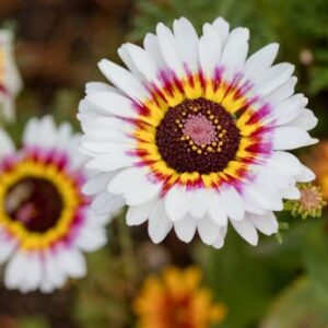 "Painted Daisy" Flower Seeds for Planting, 500+ Flower Seeds Per Packet, (Isla's Garden Seeds), Non GMO & Heirloom Seeds, Scientific Name: Chrysanthemum Carinatum