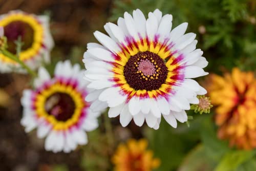 "Painted Daisy" Flower Seeds for Planting, 500+ Flower Seeds Per Packet, (Isla's Garden Seeds), Non GMO & Heirloom Seeds, Scientific Name: Chrysanthemum Carinatum