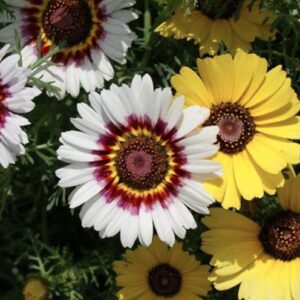 "Painted Daisy" Flower Seeds for Planting, 500+ Flower Seeds Per Packet, (Isla's Garden Seeds), Non GMO & Heirloom Seeds, Scientific Name: Chrysanthemum Carinatum