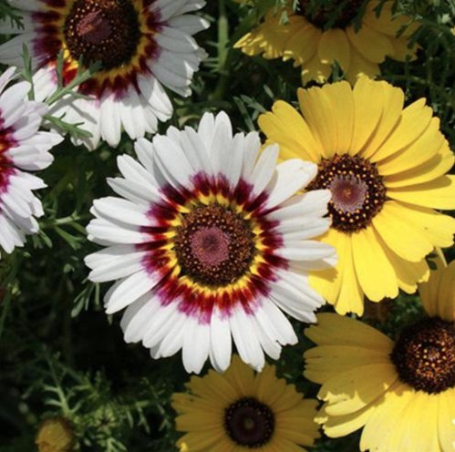 "Painted Daisy" Flower Seeds for Planting, 500+ Flower Seeds Per Packet, (Isla's Garden Seeds), Non GMO & Heirloom Seeds, Scientific Name: Chrysanthemum Carinatum