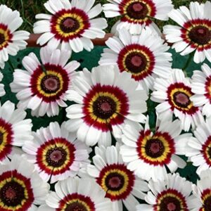 "Painted Daisy" Flower Seeds for Planting, 500+ Flower Seeds Per Packet, (Isla's Garden Seeds), Non GMO & Heirloom Seeds, Scientific Name: Chrysanthemum Carinatum