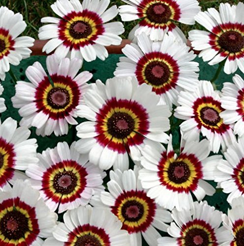 "Painted Daisy" Flower Seeds for Planting, 500+ Flower Seeds Per Packet, (Isla's Garden Seeds), Non GMO & Heirloom Seeds, Scientific Name: Chrysanthemum Carinatum