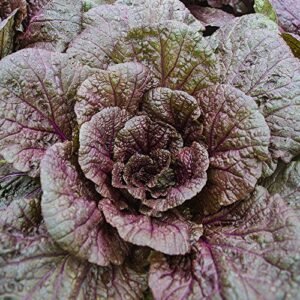 burpee giant red organic mustard seeds 1000 seeds