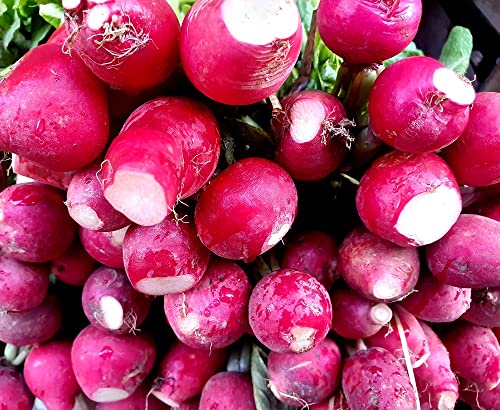 Radish Seeds for Planting - Plant & Grow Cherry Belle Radish in Home Outdoor Vegetable Garden - Heirloom Non-GMO Packets with Full Planting Instructions - Great Gardening Gift