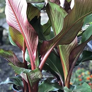 Red Abyssinian Banana Tree - 10 Live Starter Plants - Ensete Maurelii - Fruit Tree for The Patio and Garden