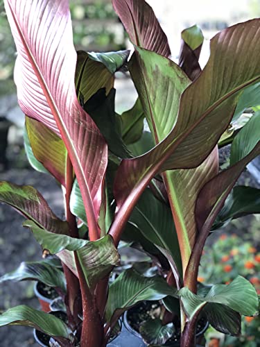 Red Abyssinian Banana Tree - 10 Live Starter Plants - Ensete Maurelii - Fruit Tree for The Patio and Garden