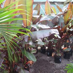 Red Abyssinian Banana Tree - 10 Live Starter Plants - Ensete Maurelii - Fruit Tree for The Patio and Garden