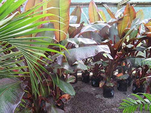 Red Abyssinian Banana Tree - 10 Live Starter Plants - Ensete Maurelii - Fruit Tree for The Patio and Garden