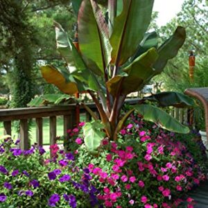 Red Abyssinian Banana Tree - 10 Live Starter Plants - Ensete Maurelii - Fruit Tree for The Patio and Garden