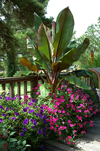 Red Abyssinian Banana Tree - 10 Live Starter Plants - Ensete Maurelii - Fruit Tree for The Patio and Garden