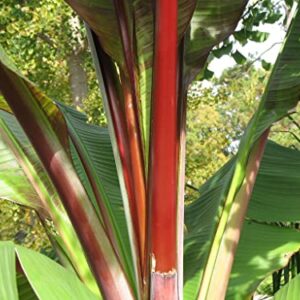 Red Abyssinian Banana Tree - 10 Live Starter Plants - Ensete Maurelii - Fruit Tree for The Patio and Garden