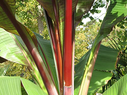 Red Abyssinian Banana Tree - 10 Live Starter Plants - Ensete Maurelii - Fruit Tree for The Patio and Garden