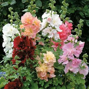 summer carnival hollyhocks seeds alcea rosea rose holly garden flower 50+