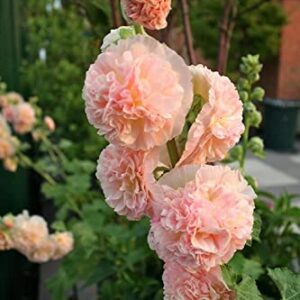 Summer Carnival Hollyhocks Seeds Alcea Rosea Rose Holly Garden Flower 50+