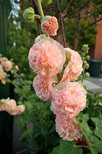 Summer Carnival Hollyhocks Seeds Alcea Rosea Rose Holly Garden Flower 50+