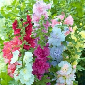 Summer Carnival Hollyhocks Seeds Alcea Rosea Rose Holly Garden Flower 50+