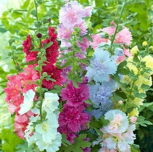 Summer Carnival Hollyhocks Seeds Alcea Rosea Rose Holly Garden Flower 50+