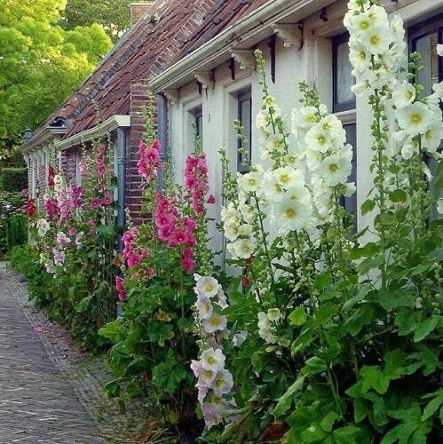 Summer Carnival Hollyhocks Seeds Alcea Rosea Rose Holly Garden Flower 50+