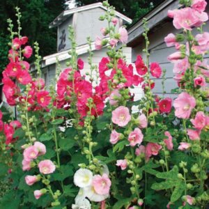 Summer Carnival Hollyhocks Seeds Alcea Rosea Rose Holly Garden Flower 50+