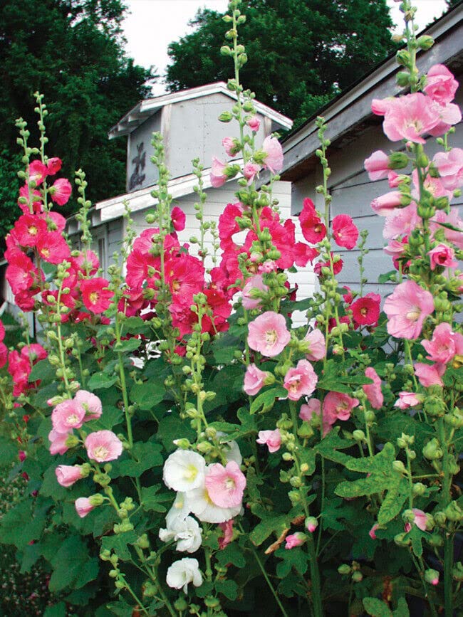 Summer Carnival Hollyhocks Seeds Alcea Rosea Rose Holly Garden Flower 50+