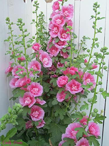 Summer Carnival Hollyhocks Seeds Alcea Rosea Rose Holly Garden Flower 50+