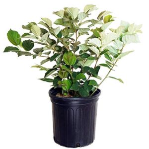 Fothergilla major 'Mt. Airy' (Fothergilla) Shrub, white flowers, #2 - Size Container