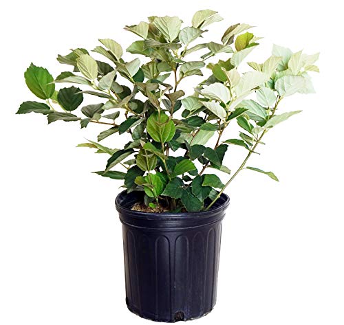 Fothergilla major 'Mt. Airy' (Fothergilla) Shrub, white flowers, #2 - Size Container