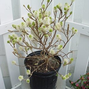 Fothergilla major 'Mt. Airy' (Fothergilla) Shrub, white flowers, #2 - Size Container