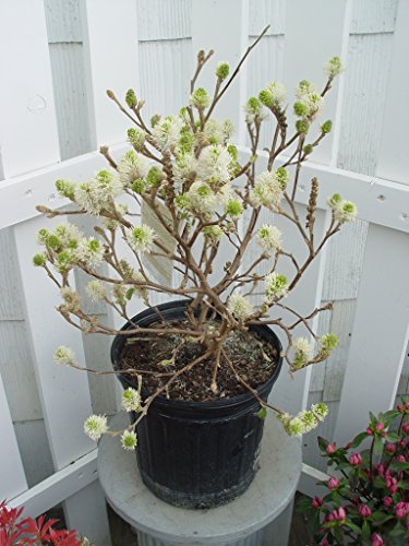 Fothergilla major 'Mt. Airy' (Fothergilla) Shrub, white flowers, #2 - Size Container