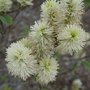 Fothergilla major 'Mt. Airy' (Fothergilla) Shrub, white flowers, #2 - Size Container