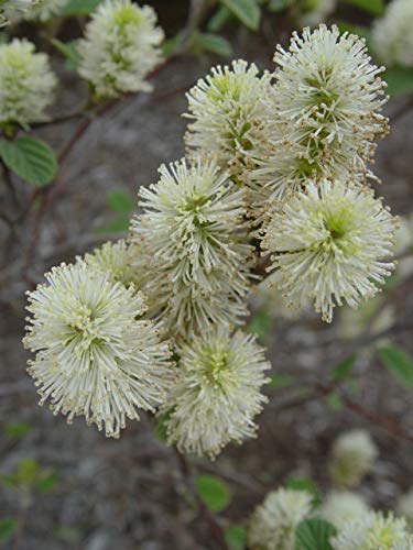 Fothergilla major 'Mt. Airy' (Fothergilla) Shrub, white flowers, #2 - Size Container