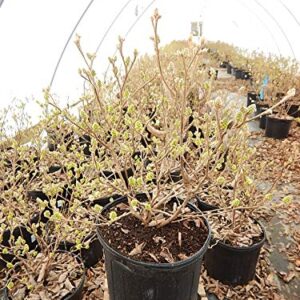 Fothergilla major 'Mt. Airy' (Fothergilla) Shrub, white flowers, #2 - Size Container